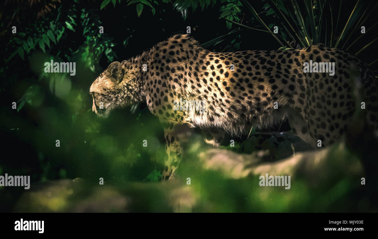 Cheetah walking into the forest hi-res stock photography and images - Alamy