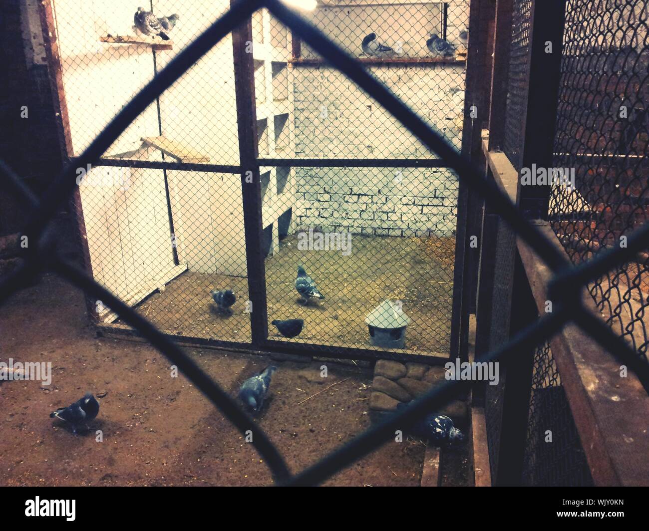 Pigeons lock hi-res stock photography and images - Alamy