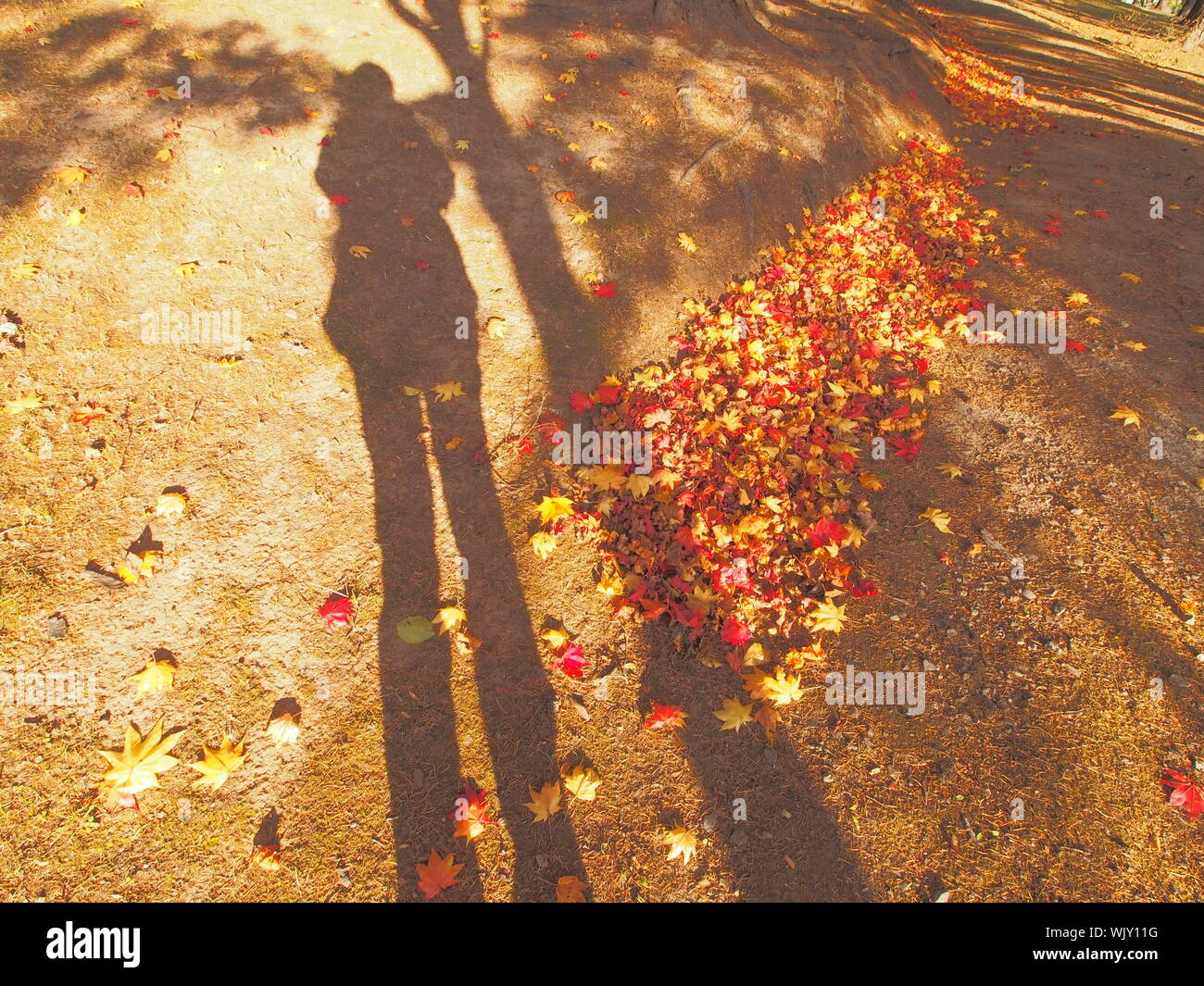 Tree leaves shadow hi-res stock photography and images - Alamy