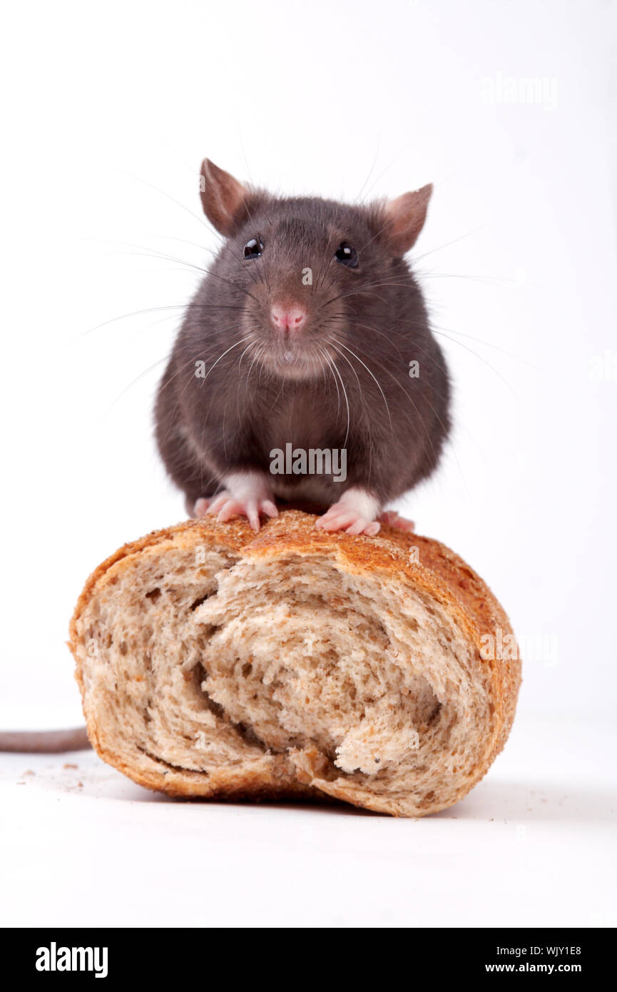Rats very clever and artful rodents Stock Photo - Alamy