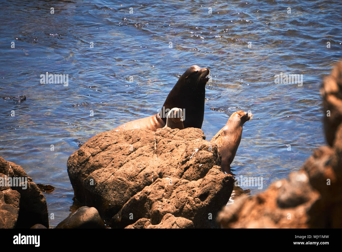 Three sea lions hi-res stock photography and images - Alamy