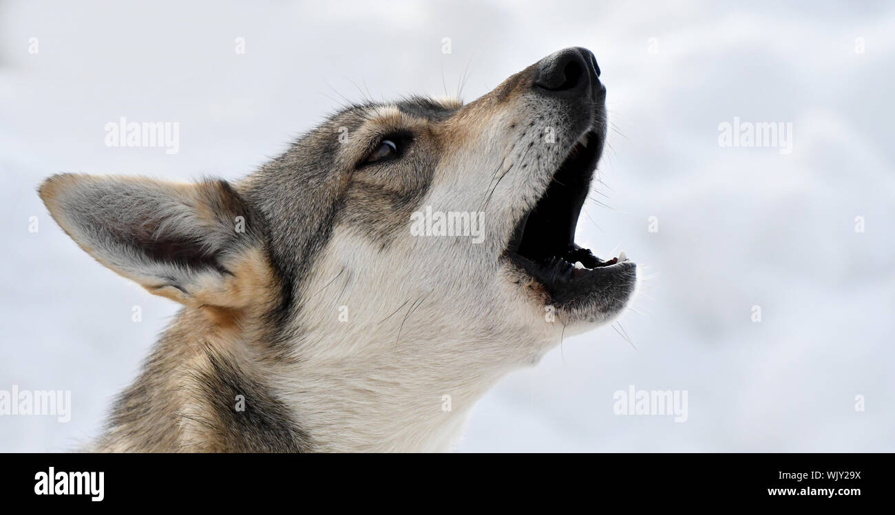 Howling sled dog hi-res stock photography and images - Alamy