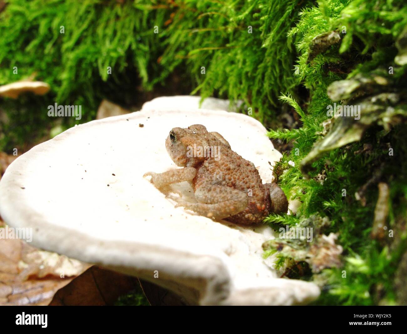 Toadstool frog hi-res stock photography and images - Alamy