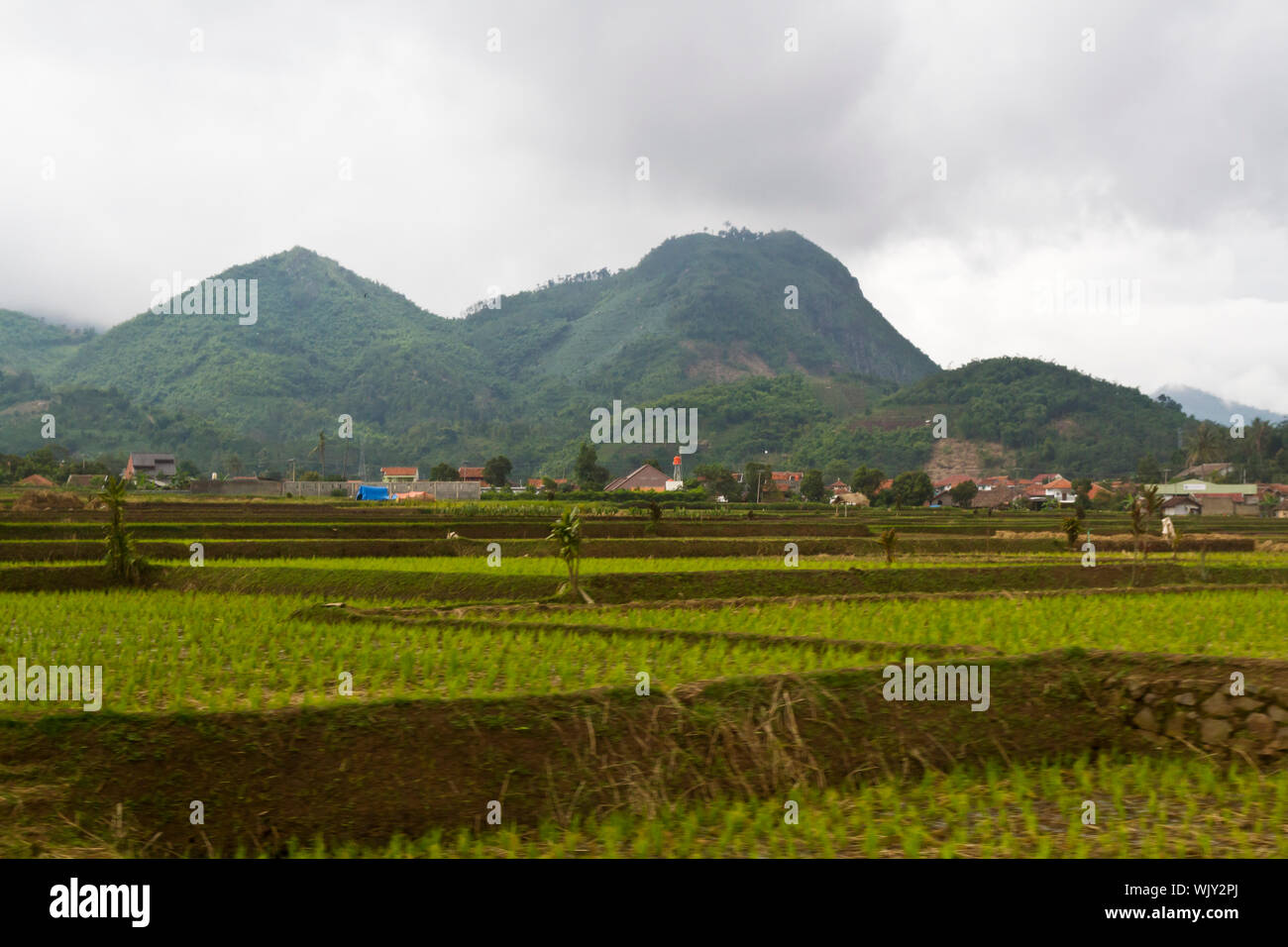 Bandung rice field hi-res stock photography and images - Alamy