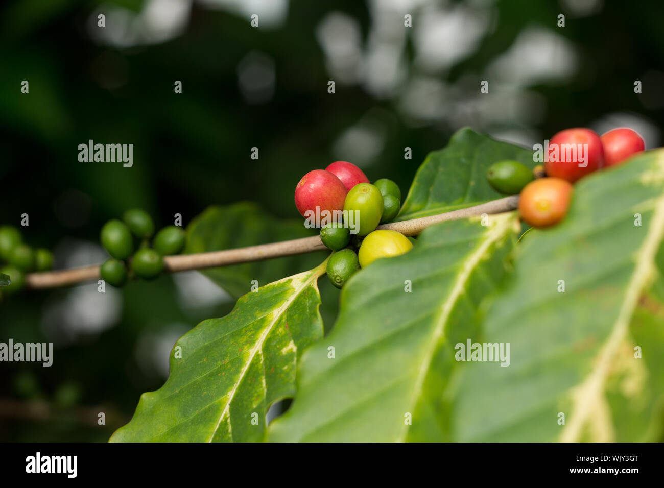 Red bean tree hi-res stock photography and images - Alamy