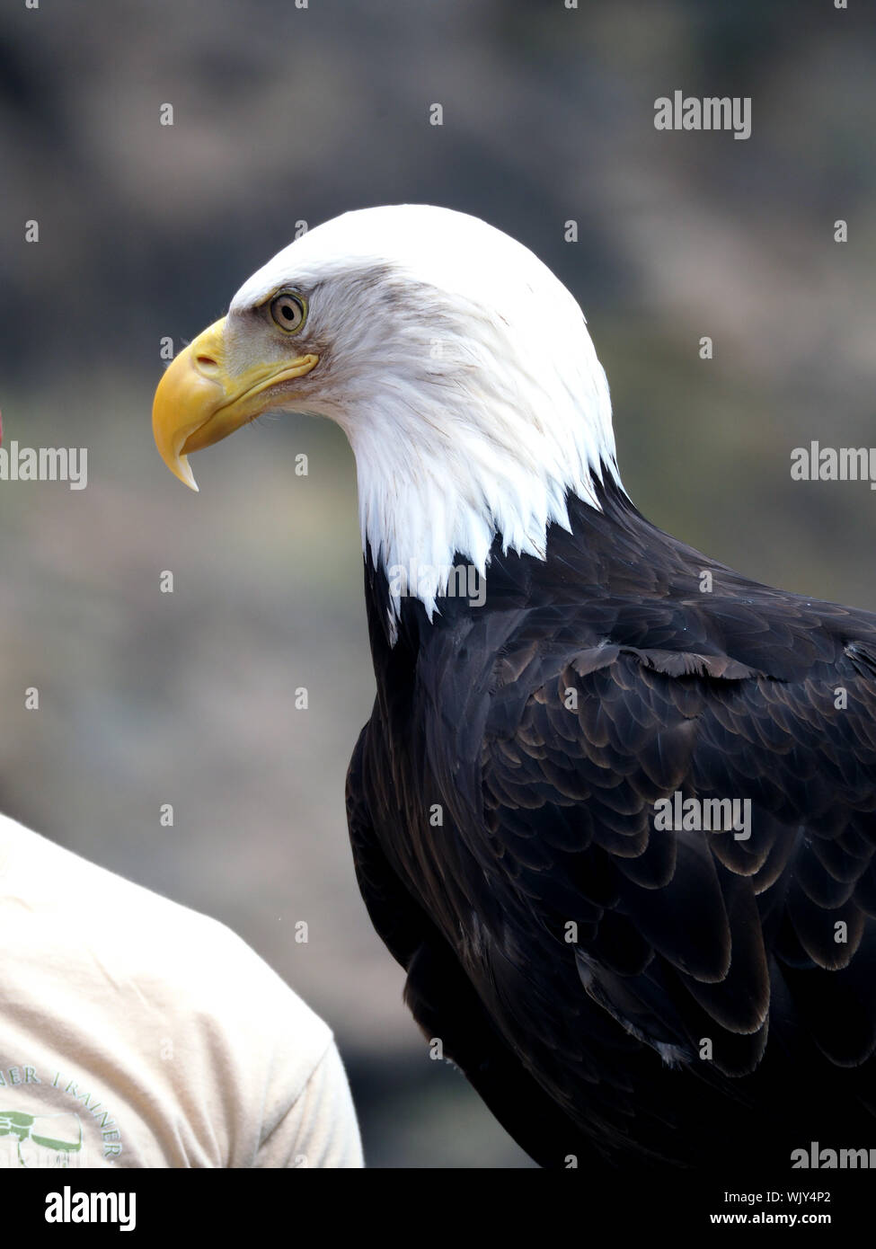 Real eagle hi-res stock photography and images - Alamy