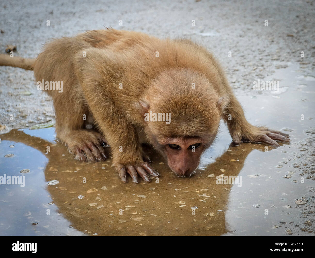 Monkey at water hi-res stock photography and images - Alamy