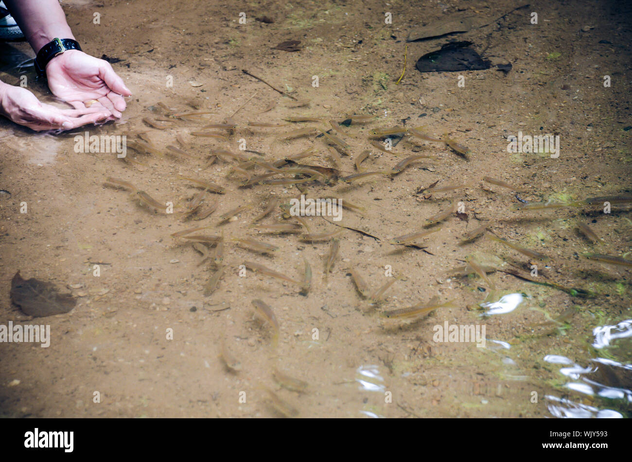 Catching into water hi-res stock photography and images - Alamy