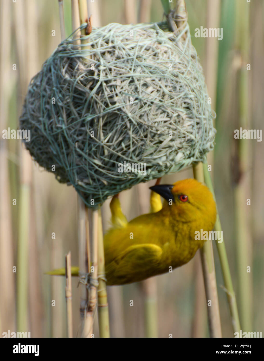 Reed Nest High Resolution Stock Photography and Images - Alamy