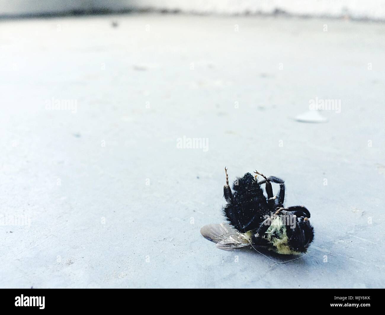 Bumblebee dead hi-res stock photography and images - Alamy