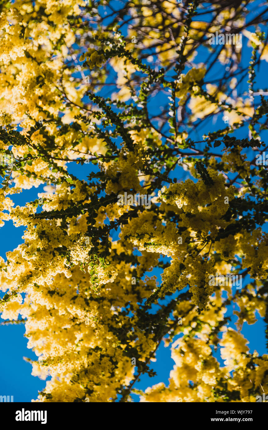 native Australian wattle tree in bloom with the typical round yellow ...