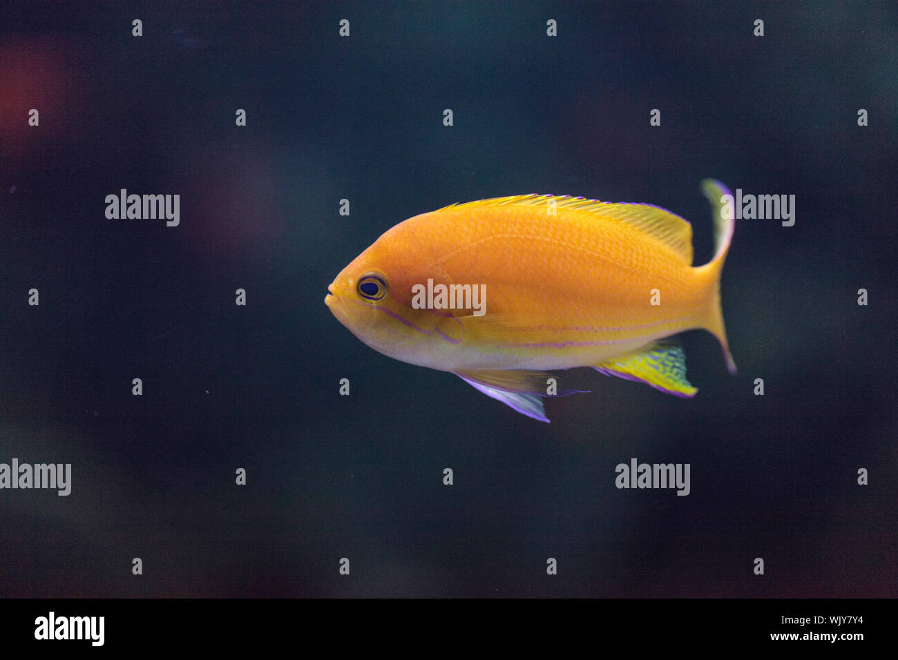 Orange fish undersea hi-res stock photography and images - Alamy