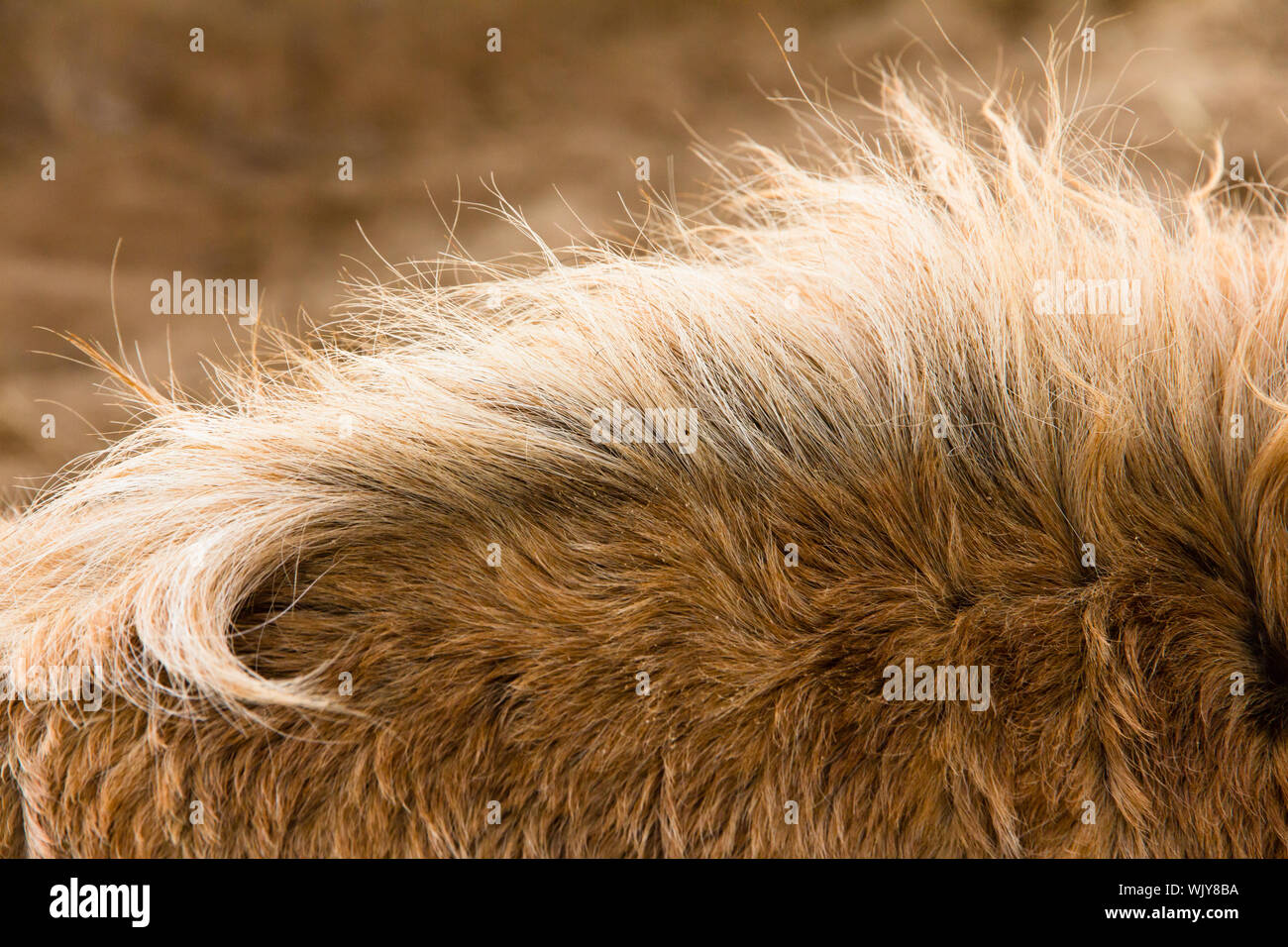 Animal fur texture hi-res stock photography and images - Alamy