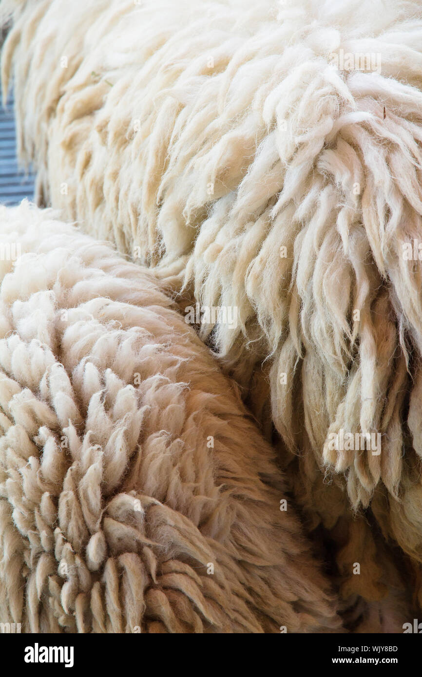sheep wool background Stock Photo - Alamy
