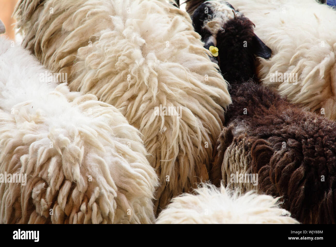 Animal fur texture hi-res stock photography and images - Alamy