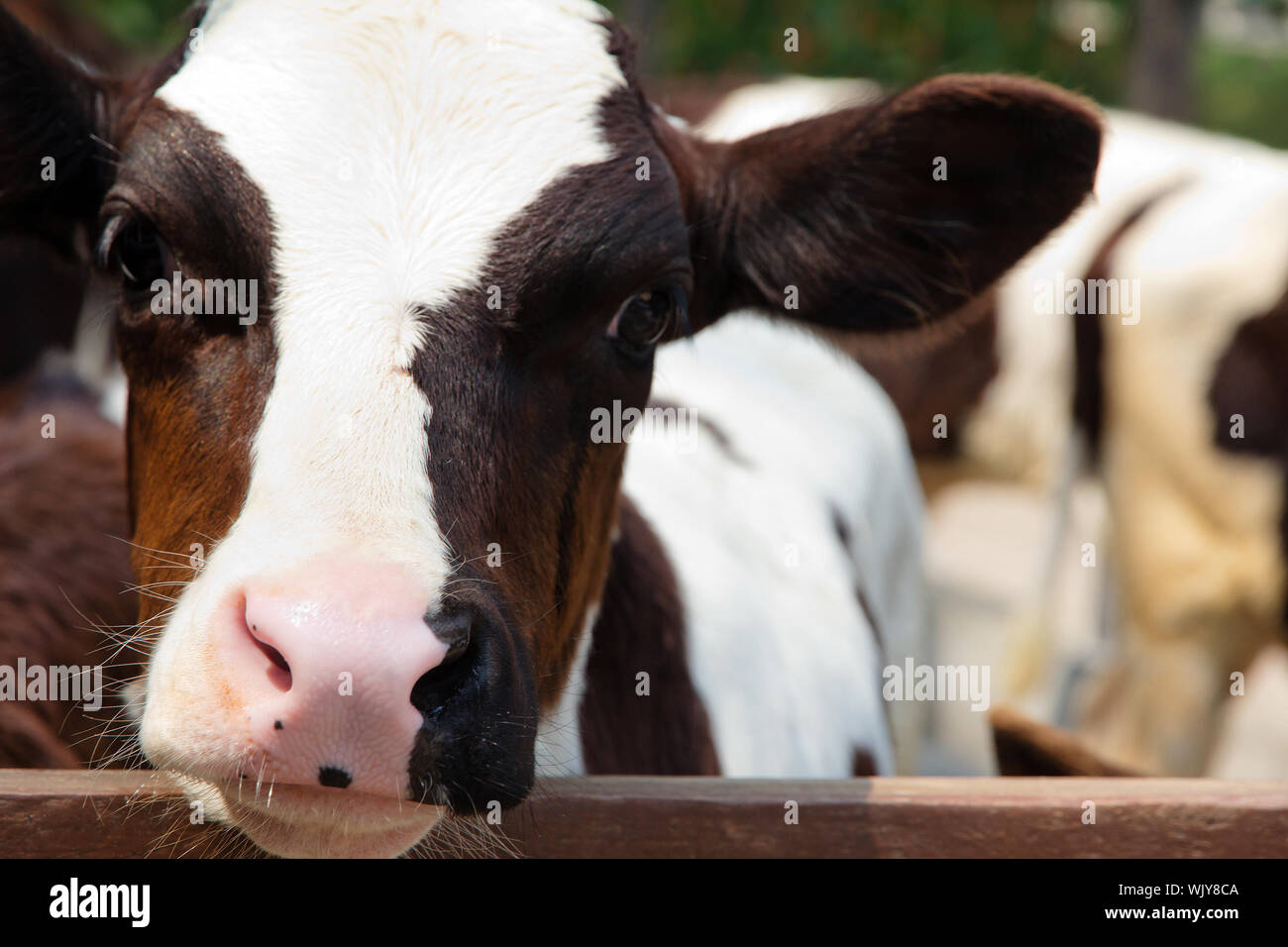 Close up of a Cow Stock Photo - Alamy