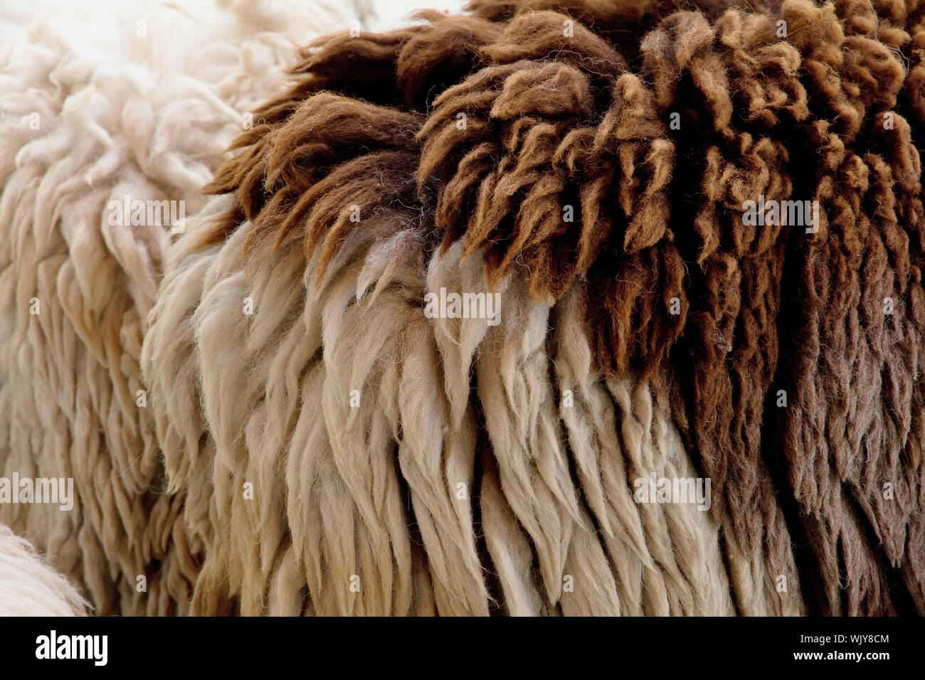 Animal fur texture Stock Photo - Alamy