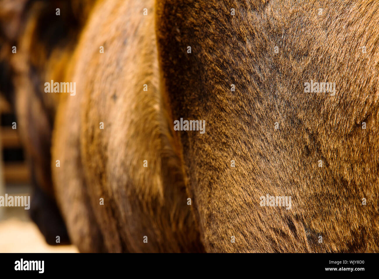 Brown horse hair hi-res stock photography and images - Alamy