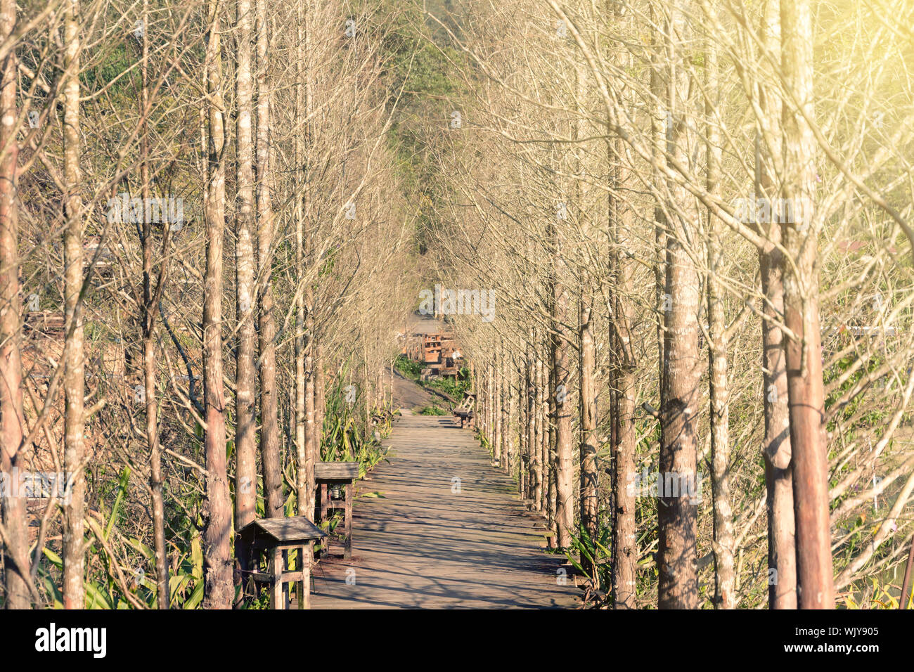Wooden path in forest under sunset light Stock Photo - Alamy