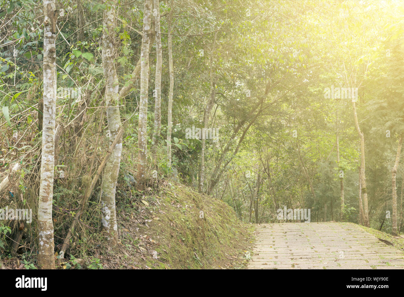Path in forest under sunlight with nobody Stock Photo - Alamy