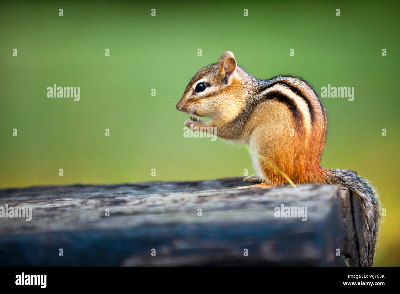Wild chipmunk sitting on log eating peanut Stock Photo - Alamy