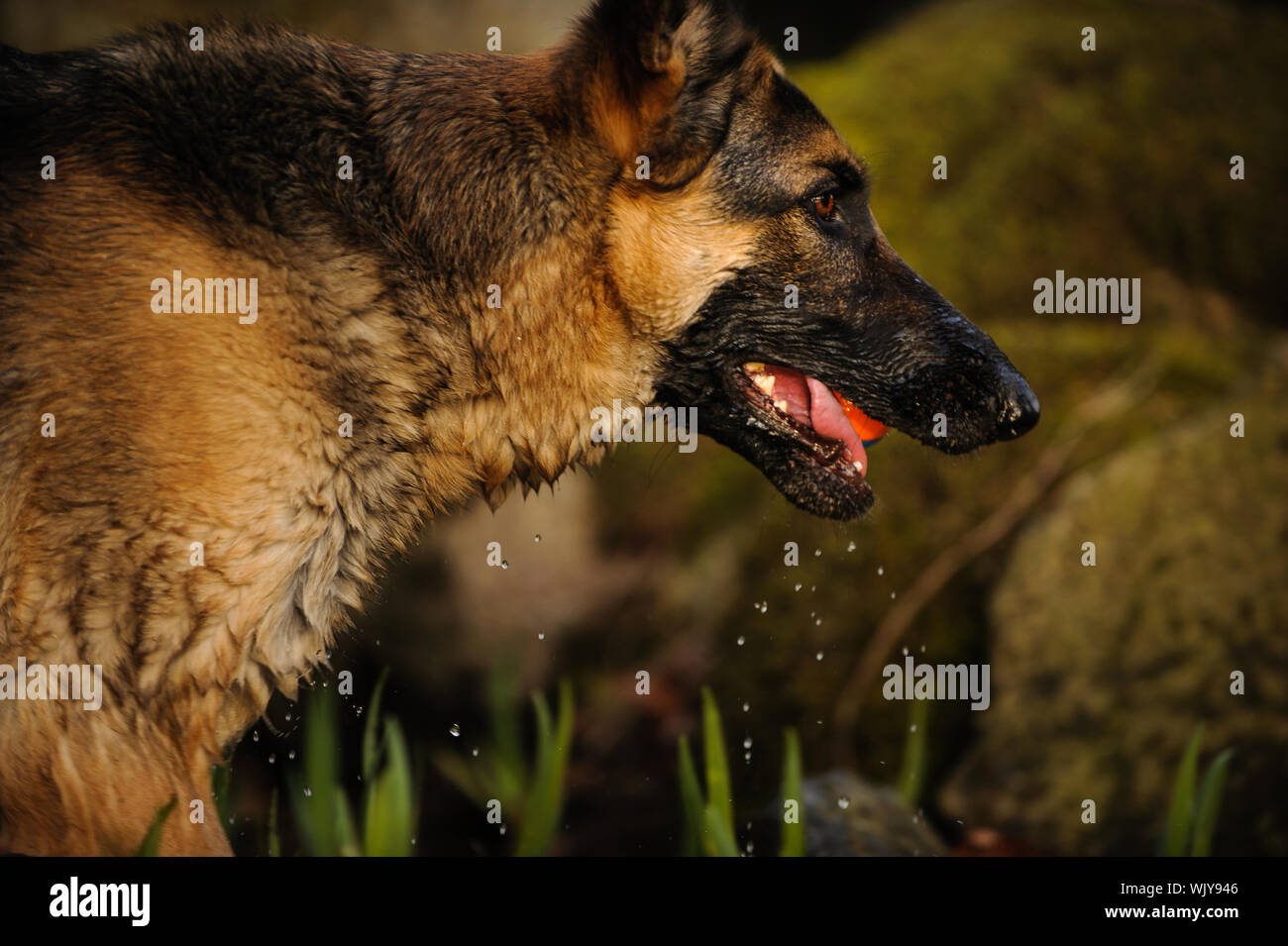 Side view mouth open hi-res stock photography and images - Alamy