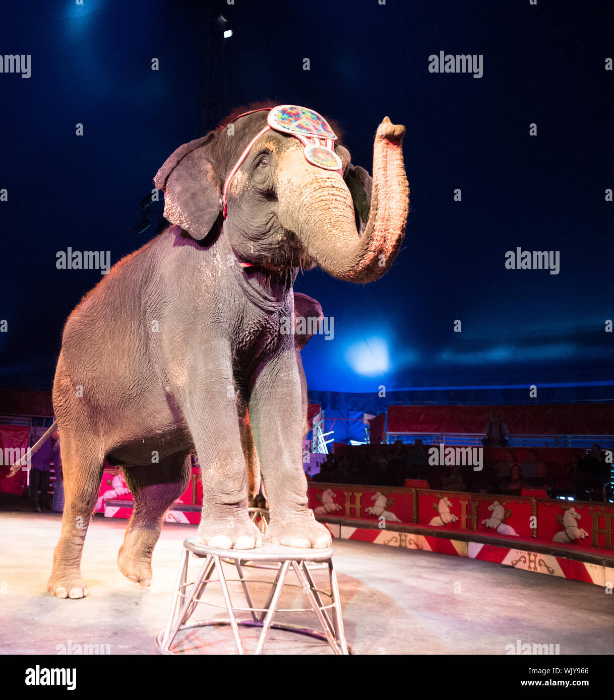 An elephant performs tricks at a circus Stock Photo - Alamy