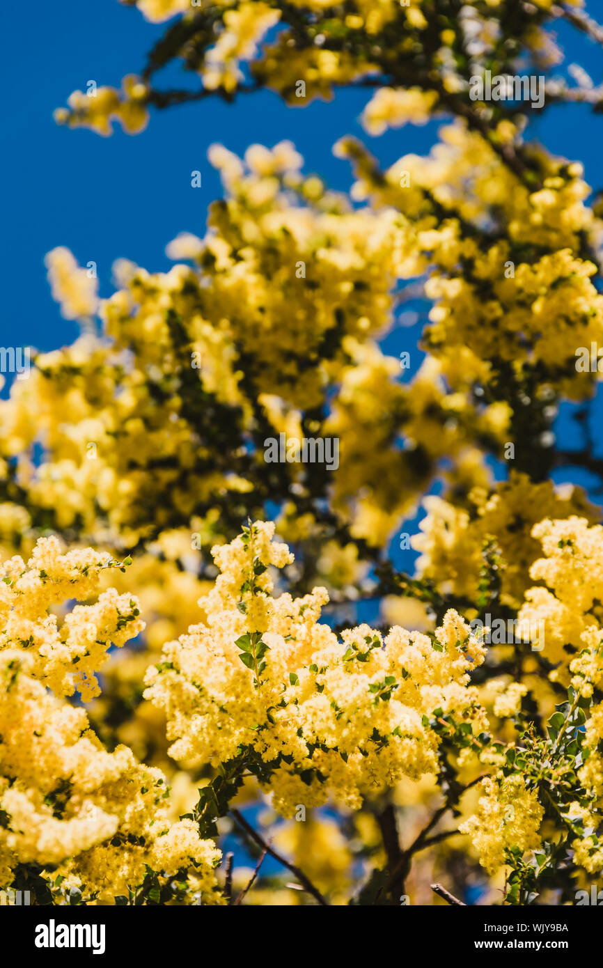 native Australian wattle tree in bloom with the typical round yellow ...