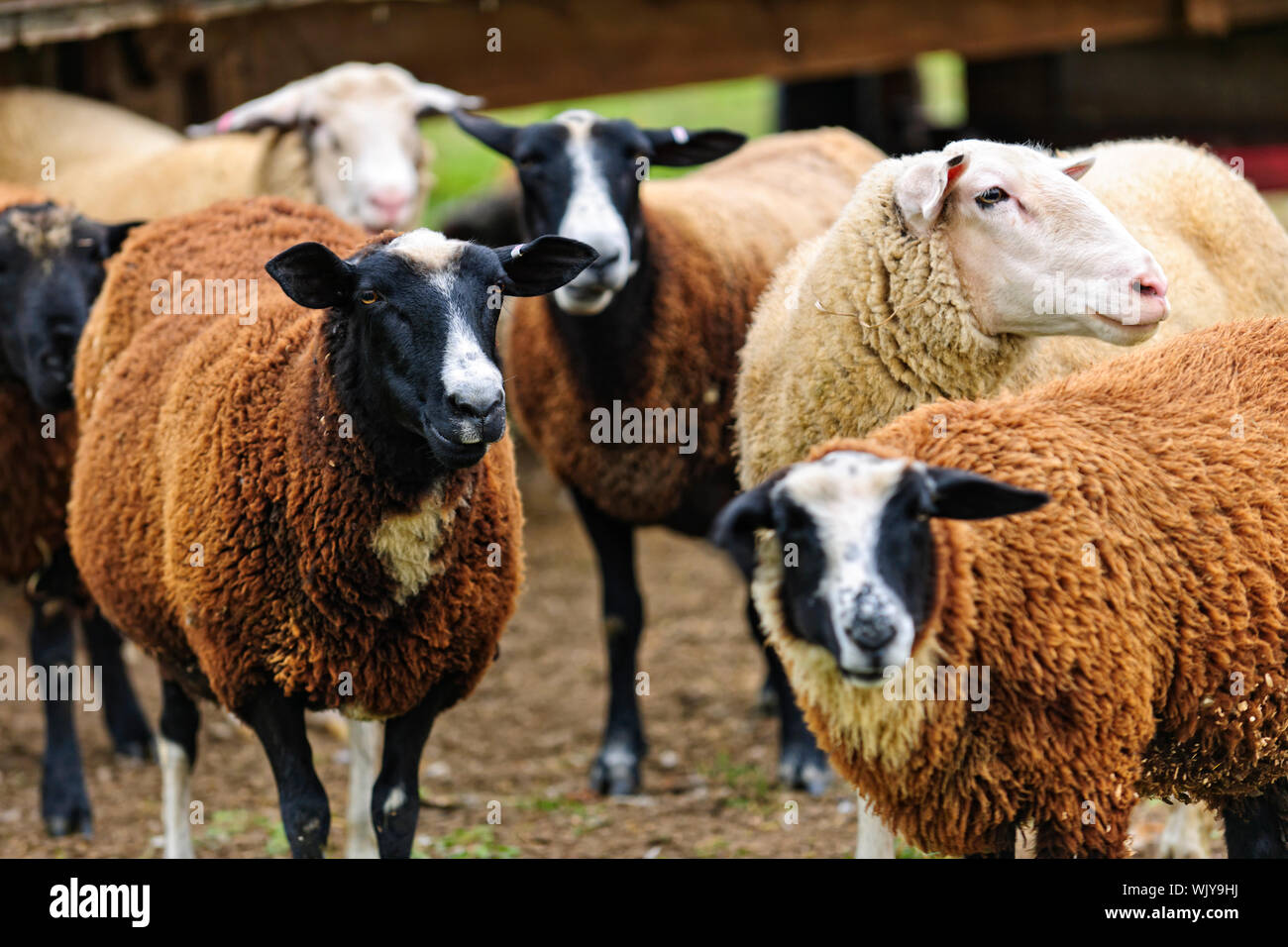 Group of cute sheep standing on small scale biodynamic farm Stock Photo ...