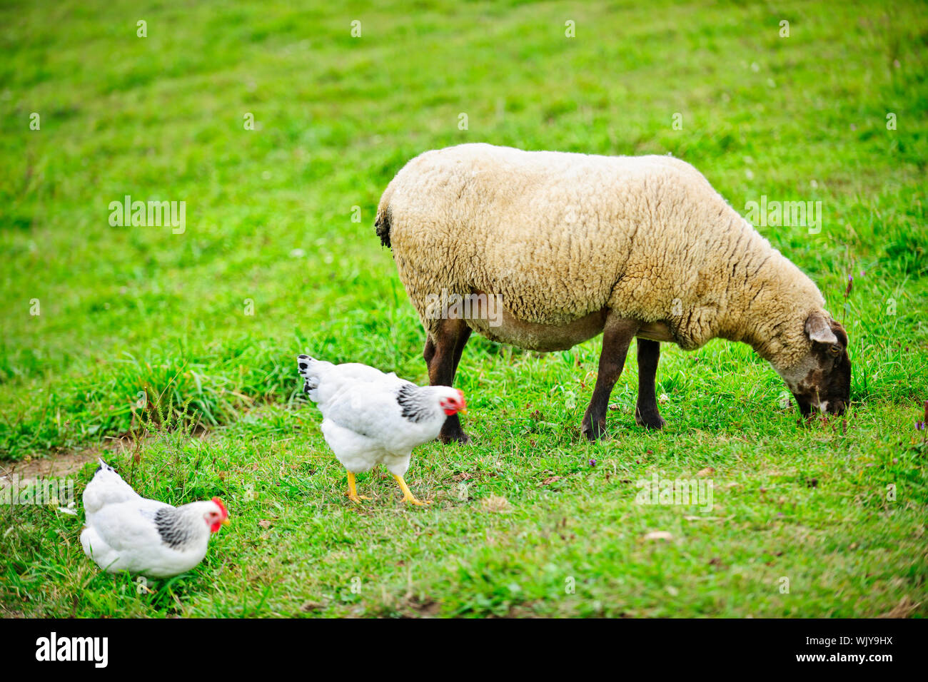 Sheep and chickens freely grazing on a small scale sustainable farm ...