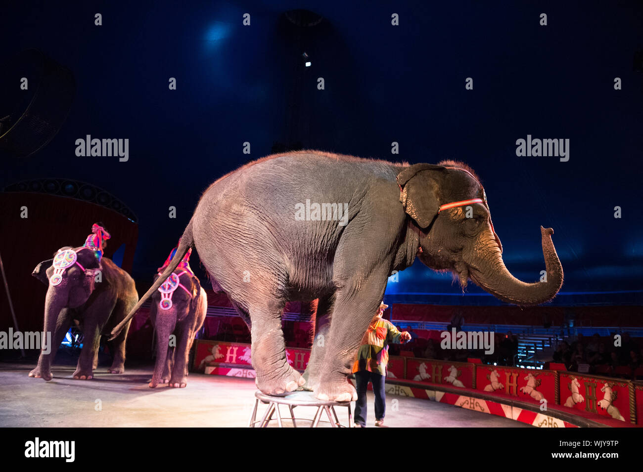 Baraboo, WI - 25 August 2019: An elephant performs tricks at a circus ...