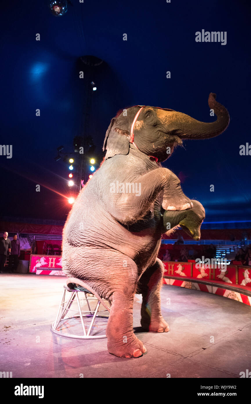 An elephant performs tricks at a circus Stock Photo - Alamy