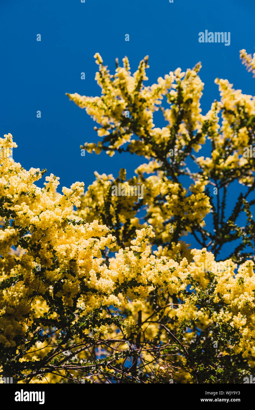 native Australian wattle tree in bloom with the typical round yellow ...