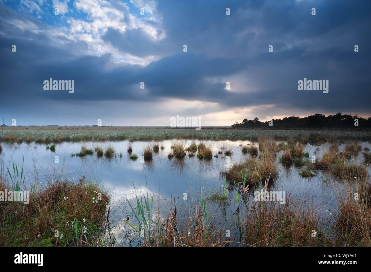 rainy sky over swamp in summer, Drenthe, Netherlands Stock Photo - Alamy