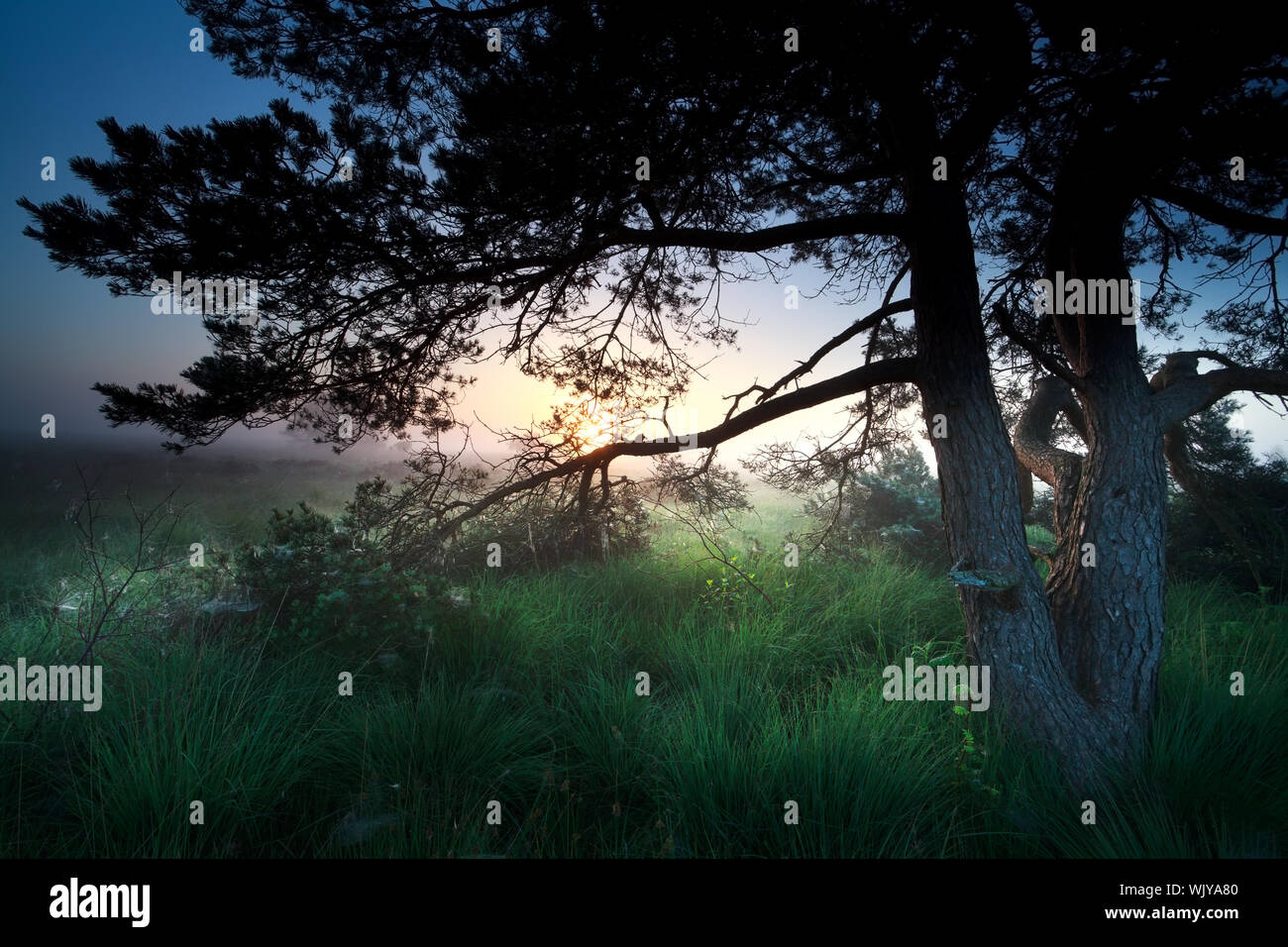 sunrise over marsh through pine tree, Drenthe, Netherlands Stock Photo ...