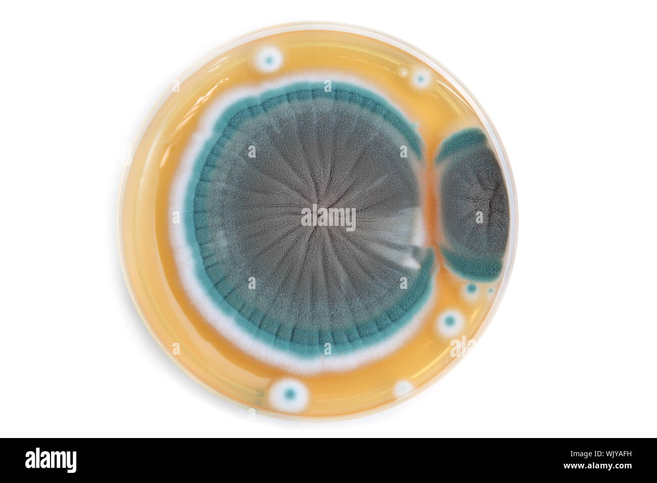 fungi colony on agar plate in laboratory over white background Stock ...