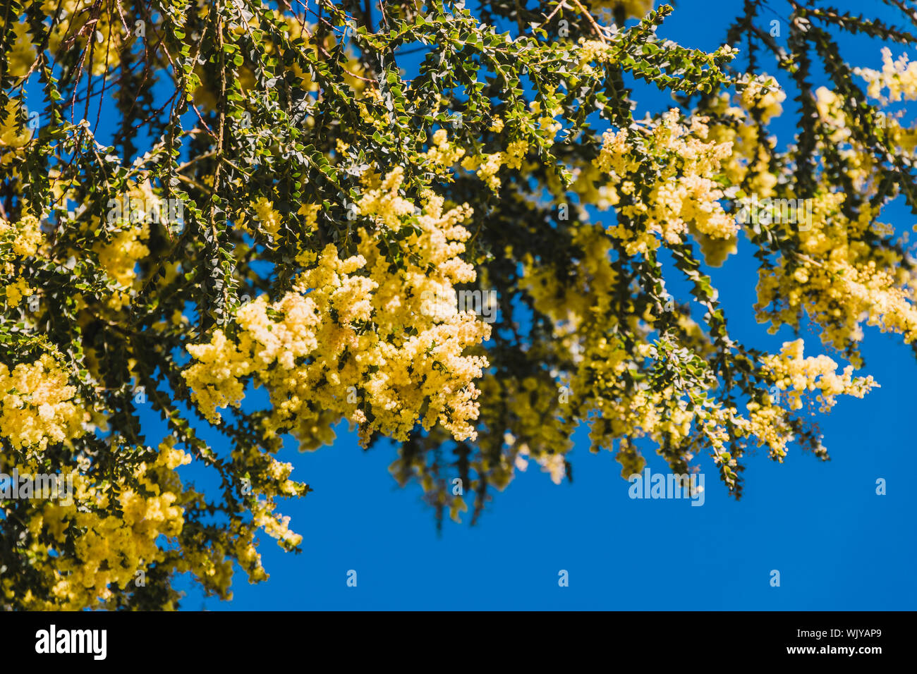 native Australian wattle tree in bloom with the typical round yellow ...