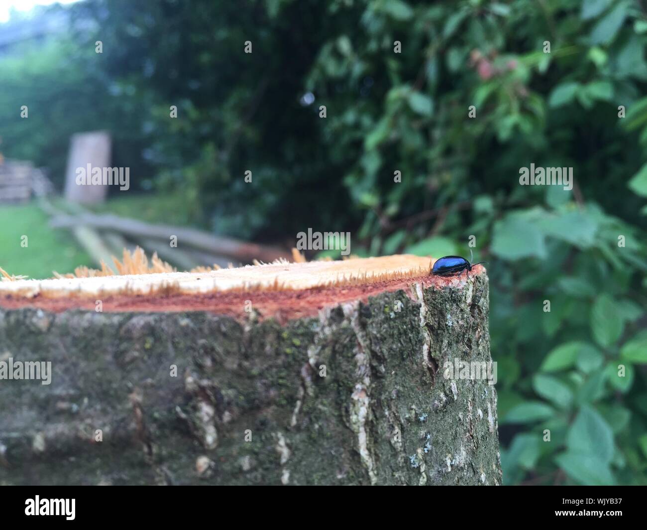 Bug no stump hi-res stock photography and images - Alamy