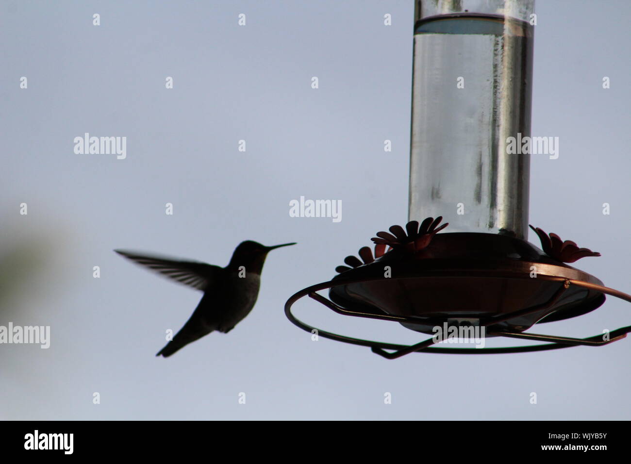 Hummingbird water hi-res stock photography and images - Alamy