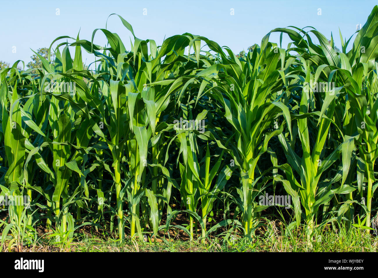 Crops growing hi-res stock photography and images - Alamy