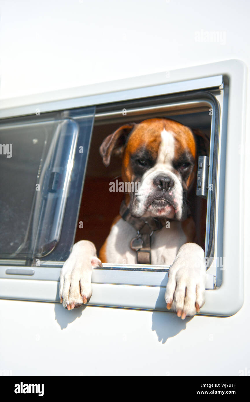 Bull dog in a caravan at the campground Stock Photo - Alamy