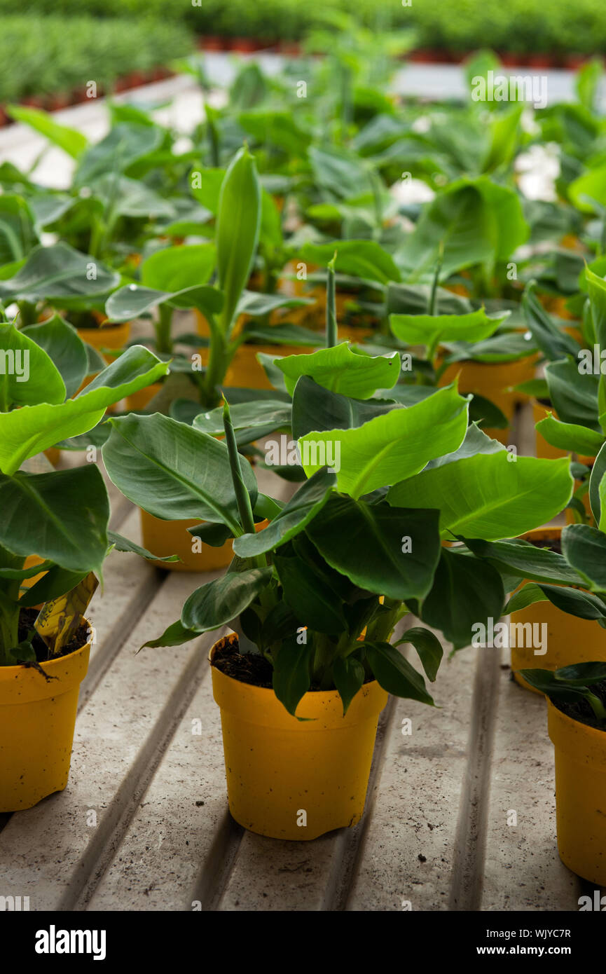 House plants in yellow pots at the shop Stock Photo - Alamy