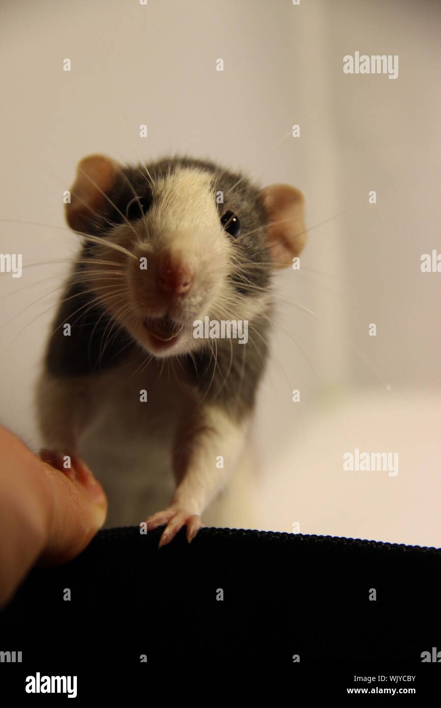 Human and its mouse pet hi-res stock photography and images - Alamy