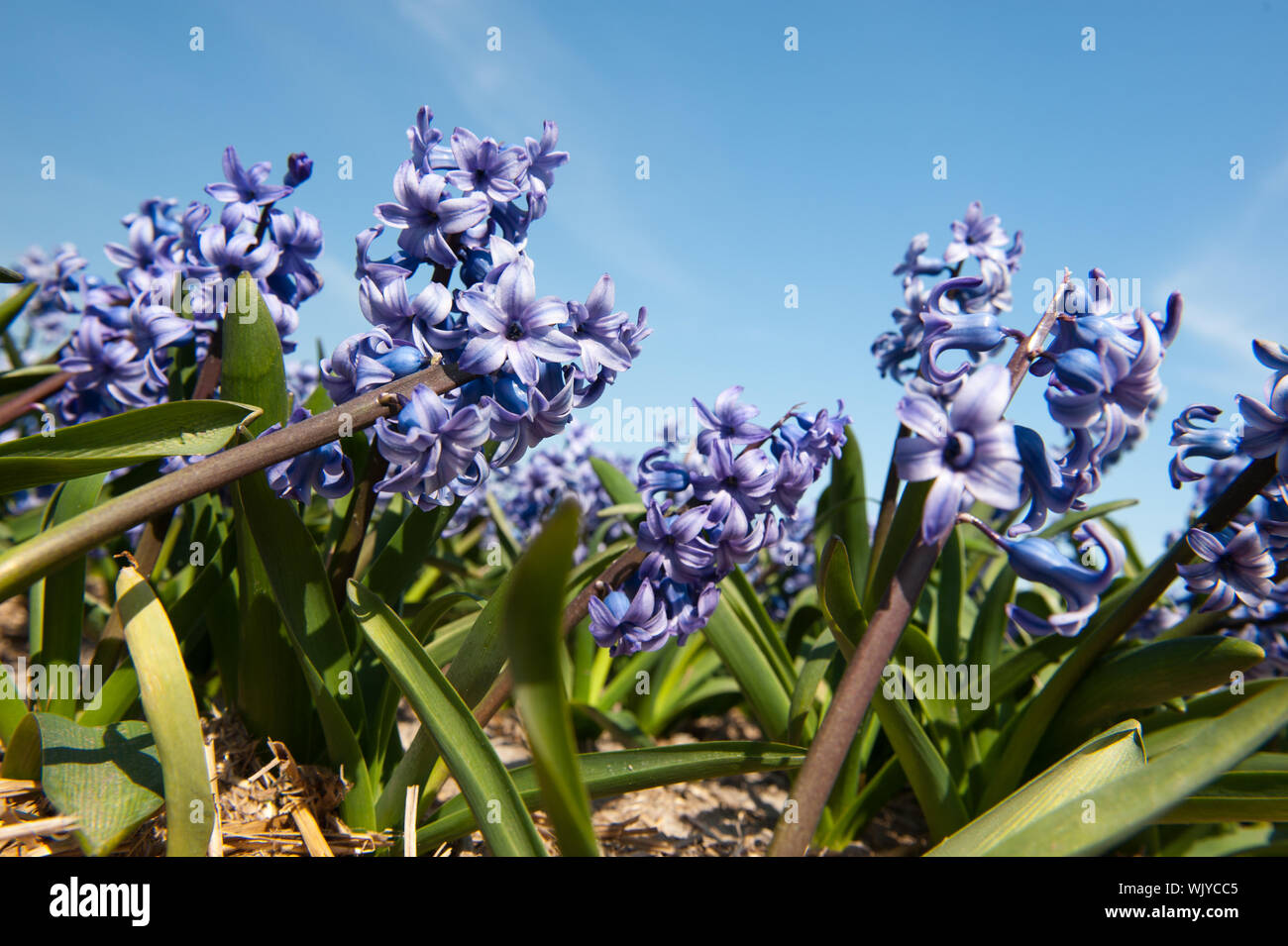 Dutch flower field full with purple Hyacinths Stock Photo - Alamy