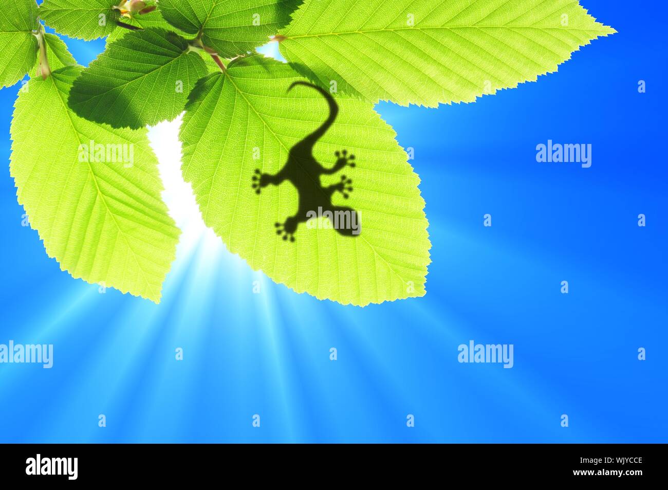 gecko shadow on green leaf texture showing nature concept with ...