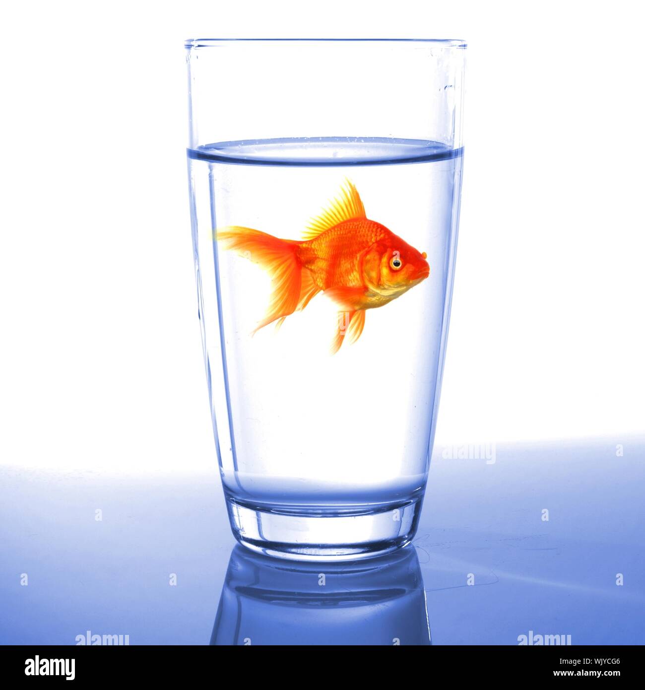 goldfish in water glass fishtank isolated on white background Stock ...