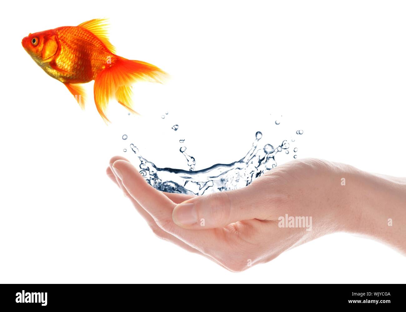 goldfish jumping from hand isolated on white background Stock Photo - Alamy