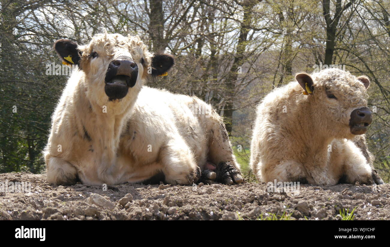 Sitting cows hi-res stock photography and images - Alamy