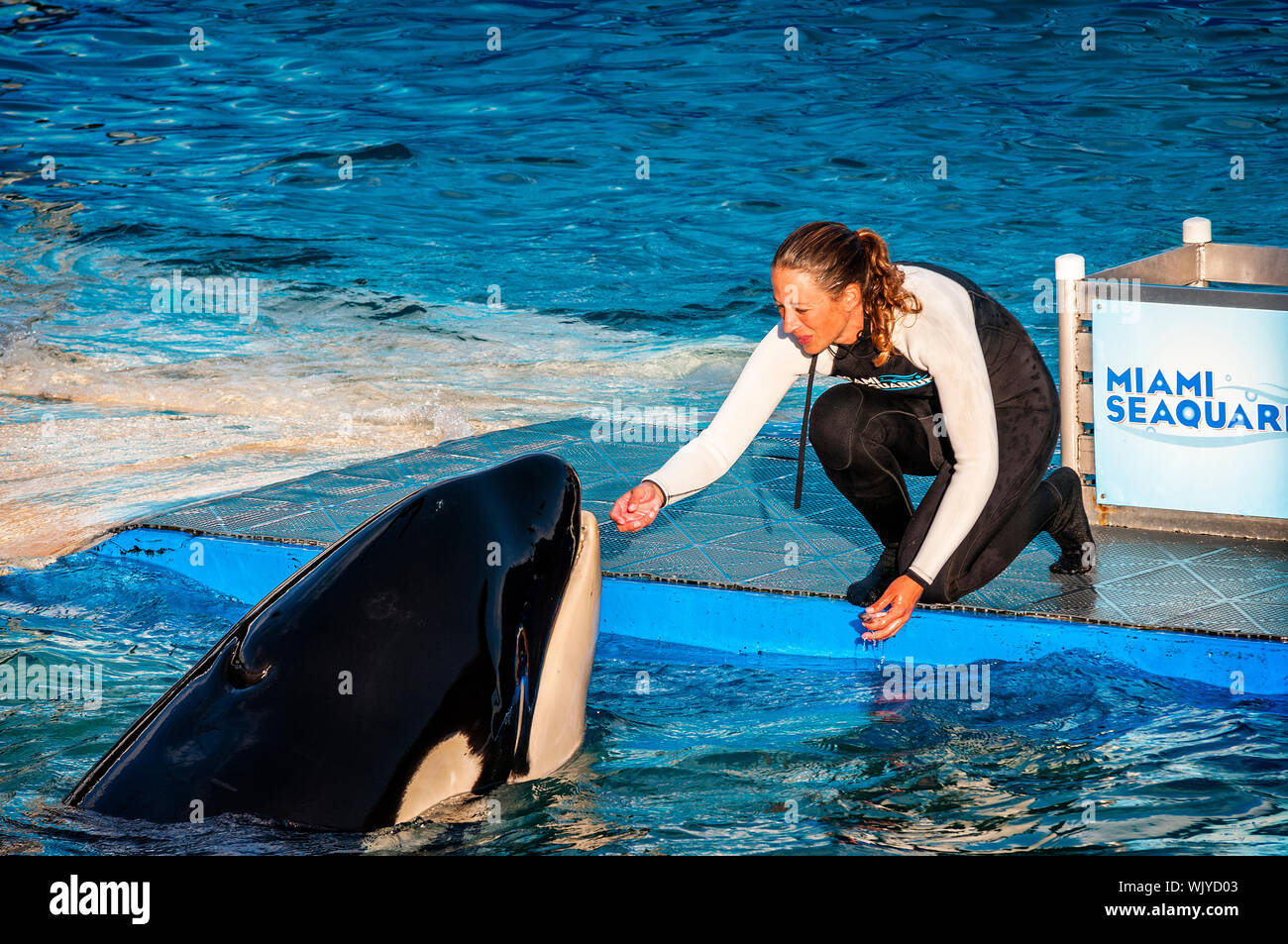 MIAMI,US - JANUARY 24,2014: Lolita,the killer whale at the Miami ...