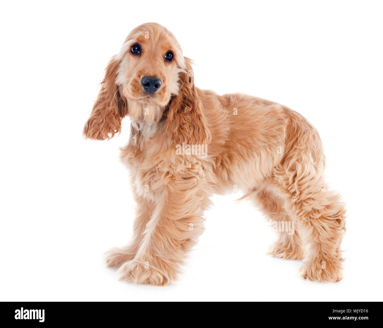 portrait of a purebred puppy english cocker in a studio Stock Photo - Alamy